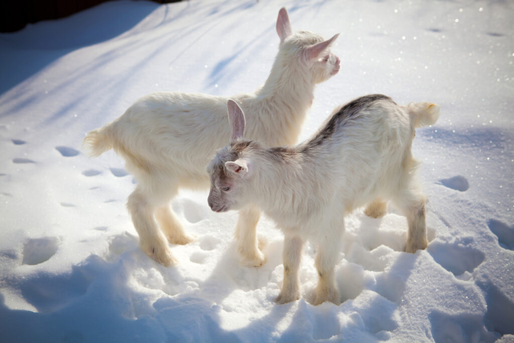 Raising Baby Goats In Cold Weather - Goat Journal
